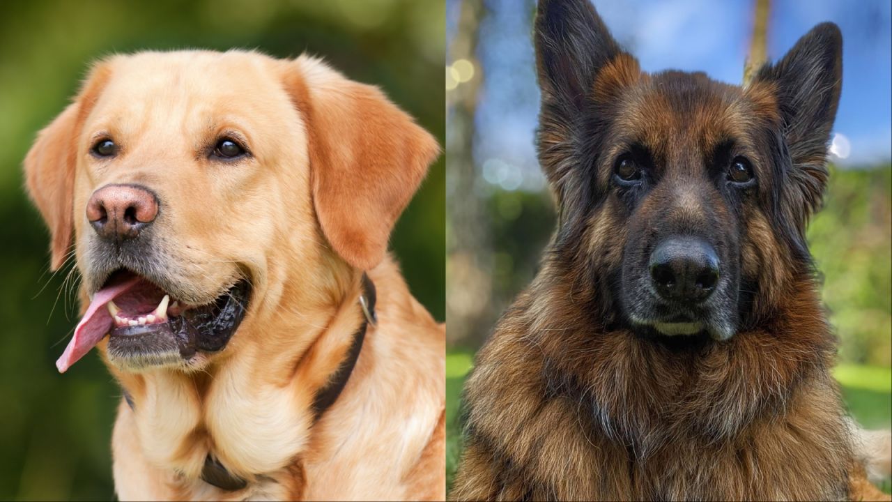 What are the most popular dog breeds in Poland?