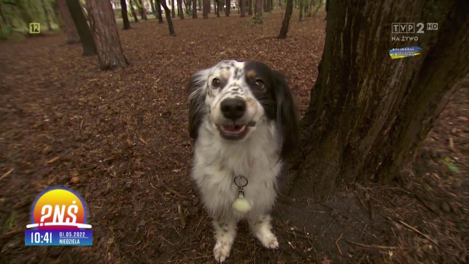 Spinka i Marta - rola węchu psa podczas codziennych aktywności