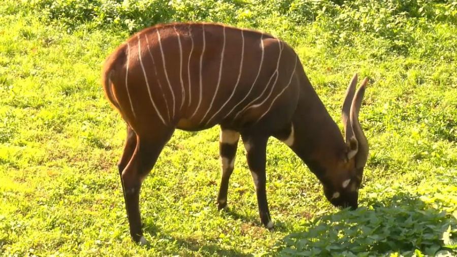 Antylopa bongo nowym mieszkańcem wrocławskiego zoo