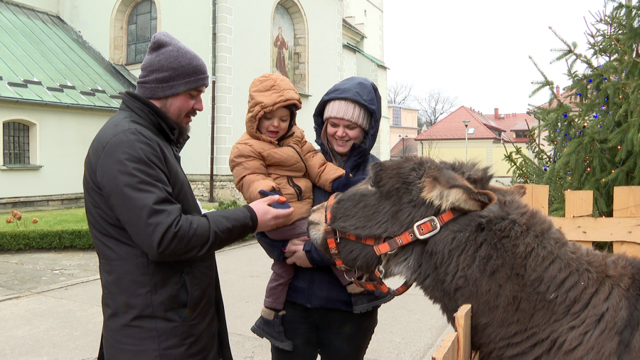 Osioł Stefan i owce świętego Jakuba. Żywa szopka stanęła pod zabytkową ...
