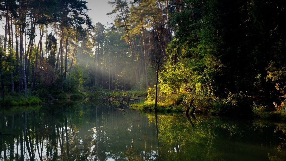 Lasy Państwowe: do 2030 roku obszary leśne mają być objęte większą ...