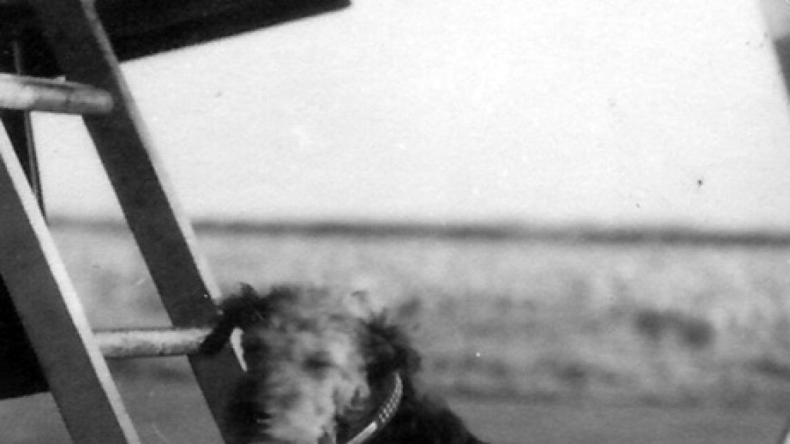 The remarkable tale of Ciapek, a Polish WWII bomber squadron mascot