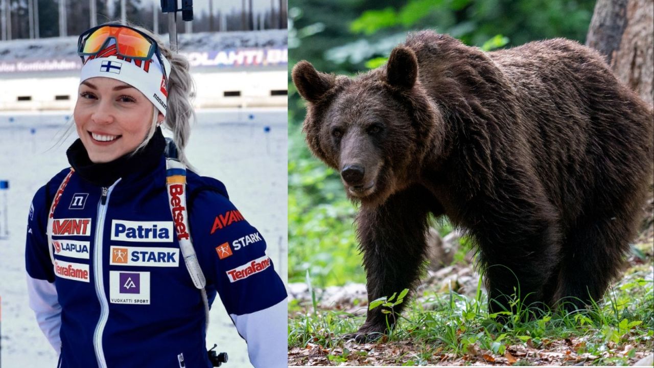 Niedźwiedź zaatakował fińską biathlonistkę, Erikę Jankę. Udawała martwą ...