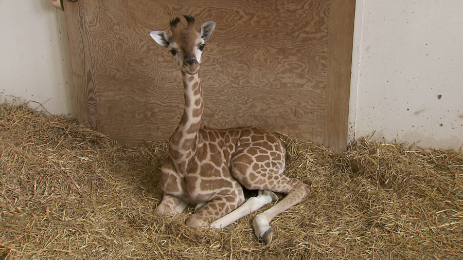 world's smallest giraffe
