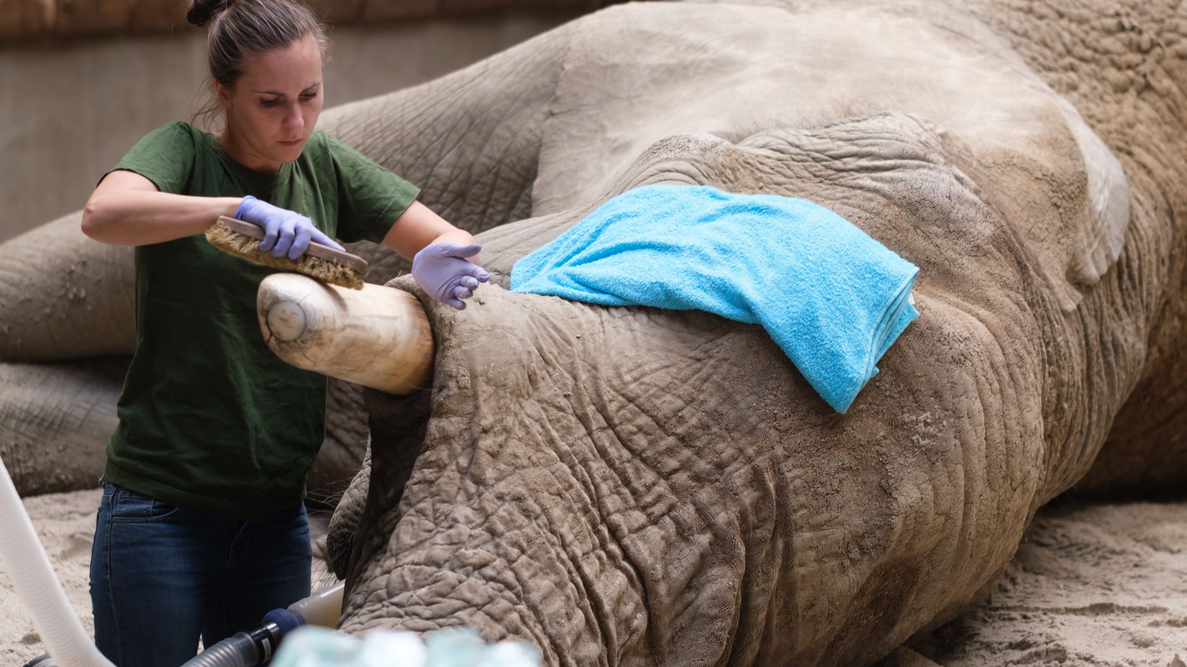 Elephant Tusks Removed