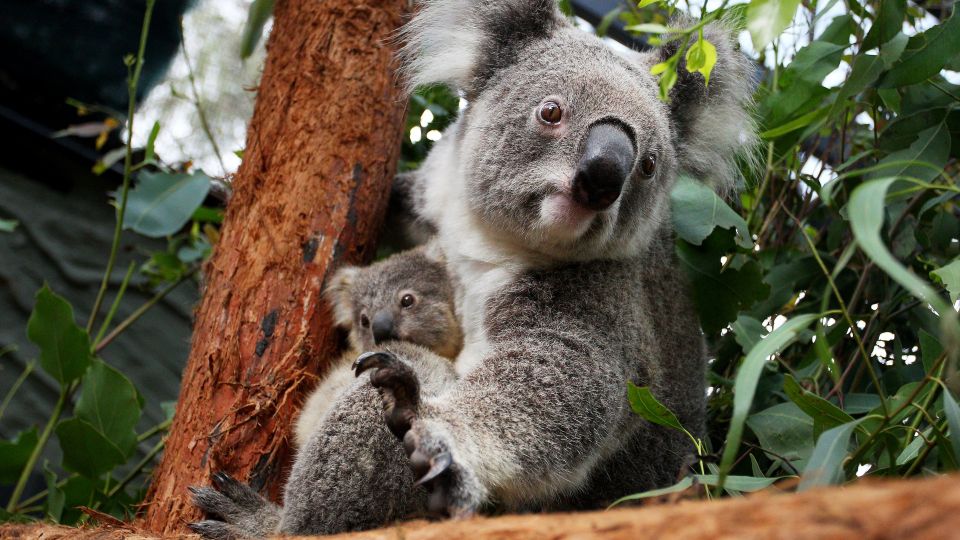Koala sprzed 25 milionów lat. Odkryto szczątki