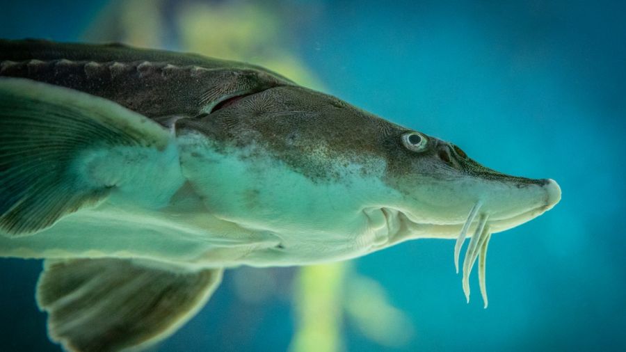 W Odrze zginęły jesiotry, które chciano przywrócić w polskich rzekach ...