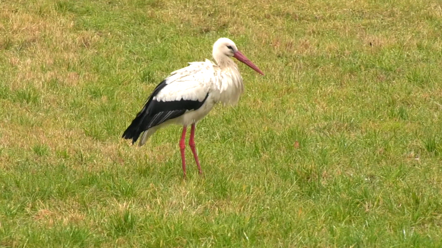 Bocian, który nie odleciał do Afryki
