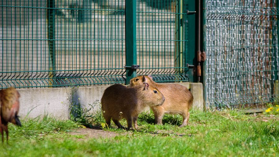 Juljan Shehu - nowy pomocnik Widzewa Łódź