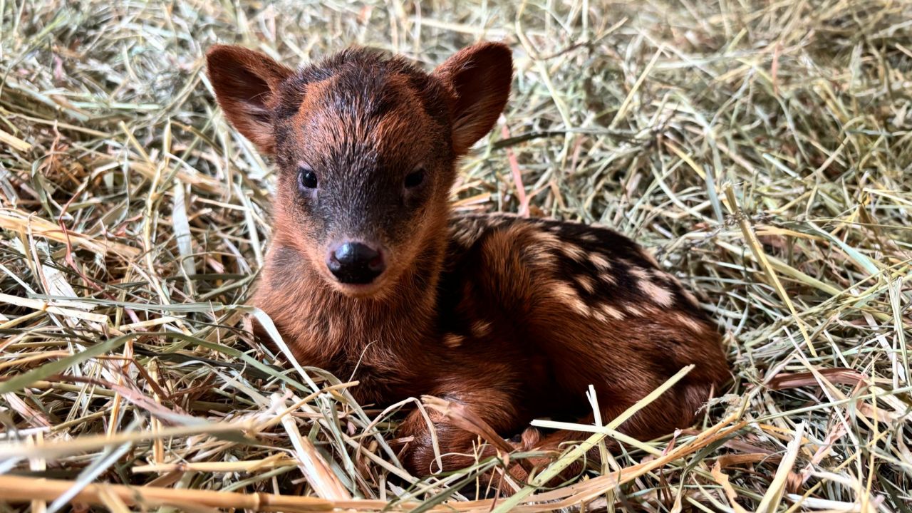 newborn deer called