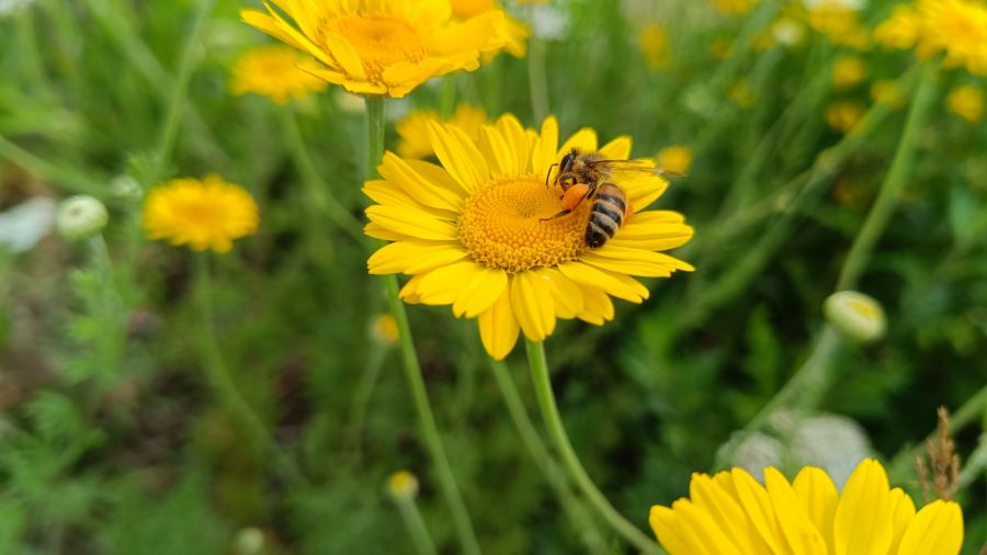 Światowy Dzień Pszczół