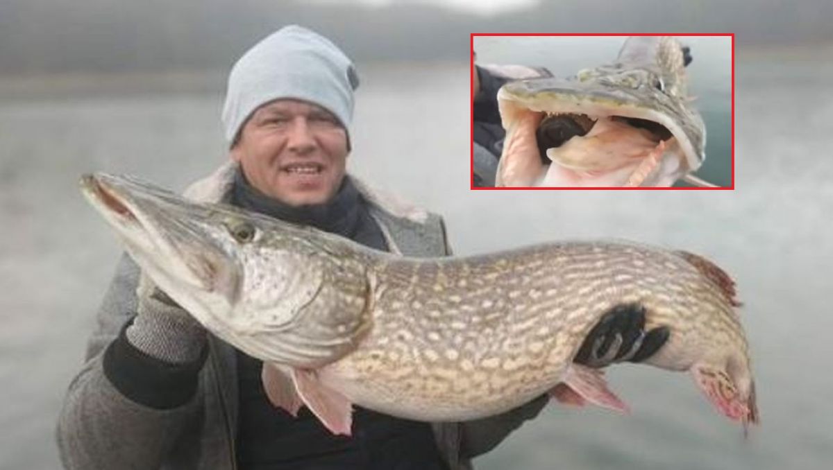 Szczupak 130 centymetrów! Wielka ryba złowiona, nieoficjalny rekord ...